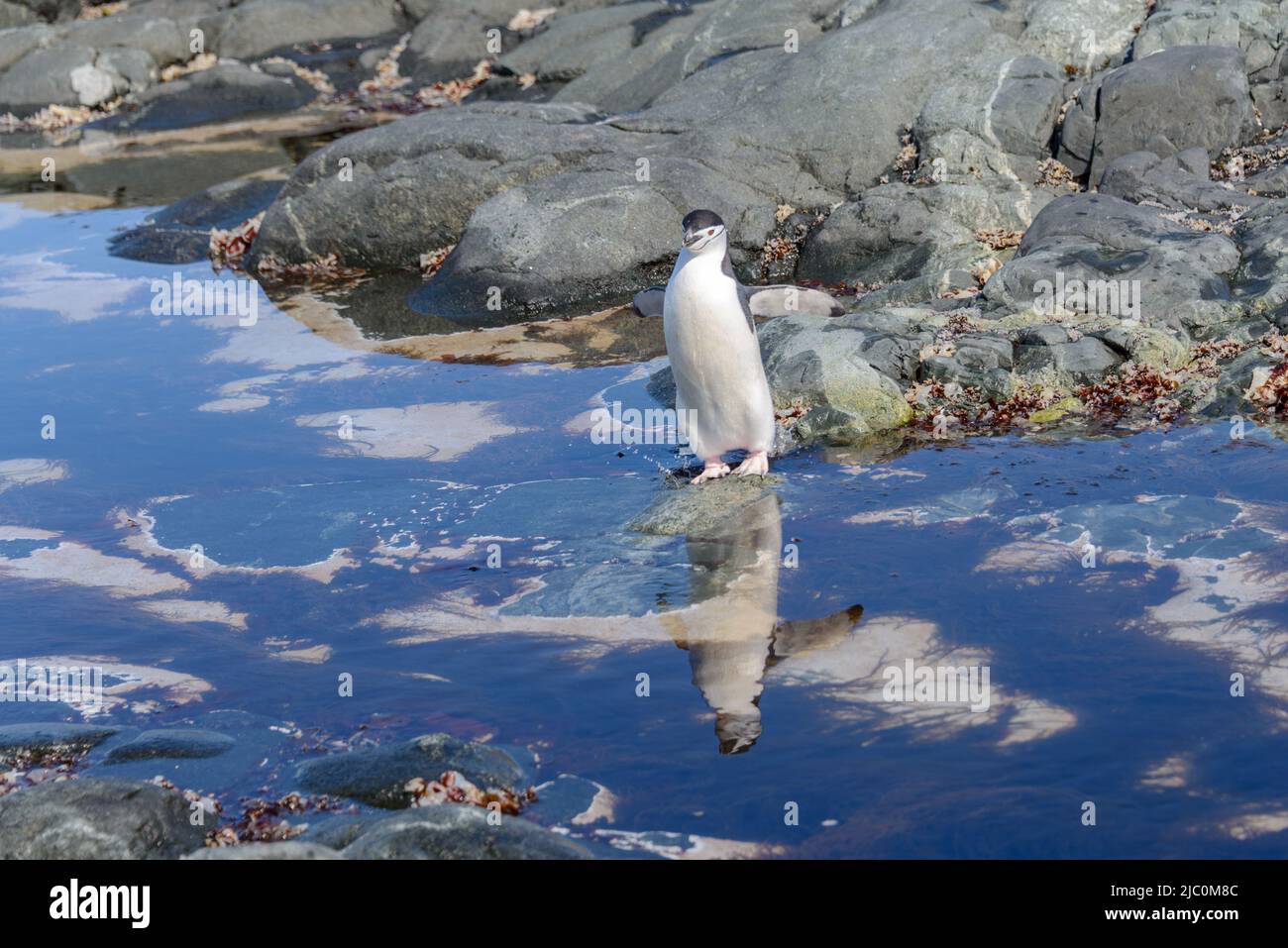 Chinstrap penguin on the beach in Antarctica with reflection Stock ...