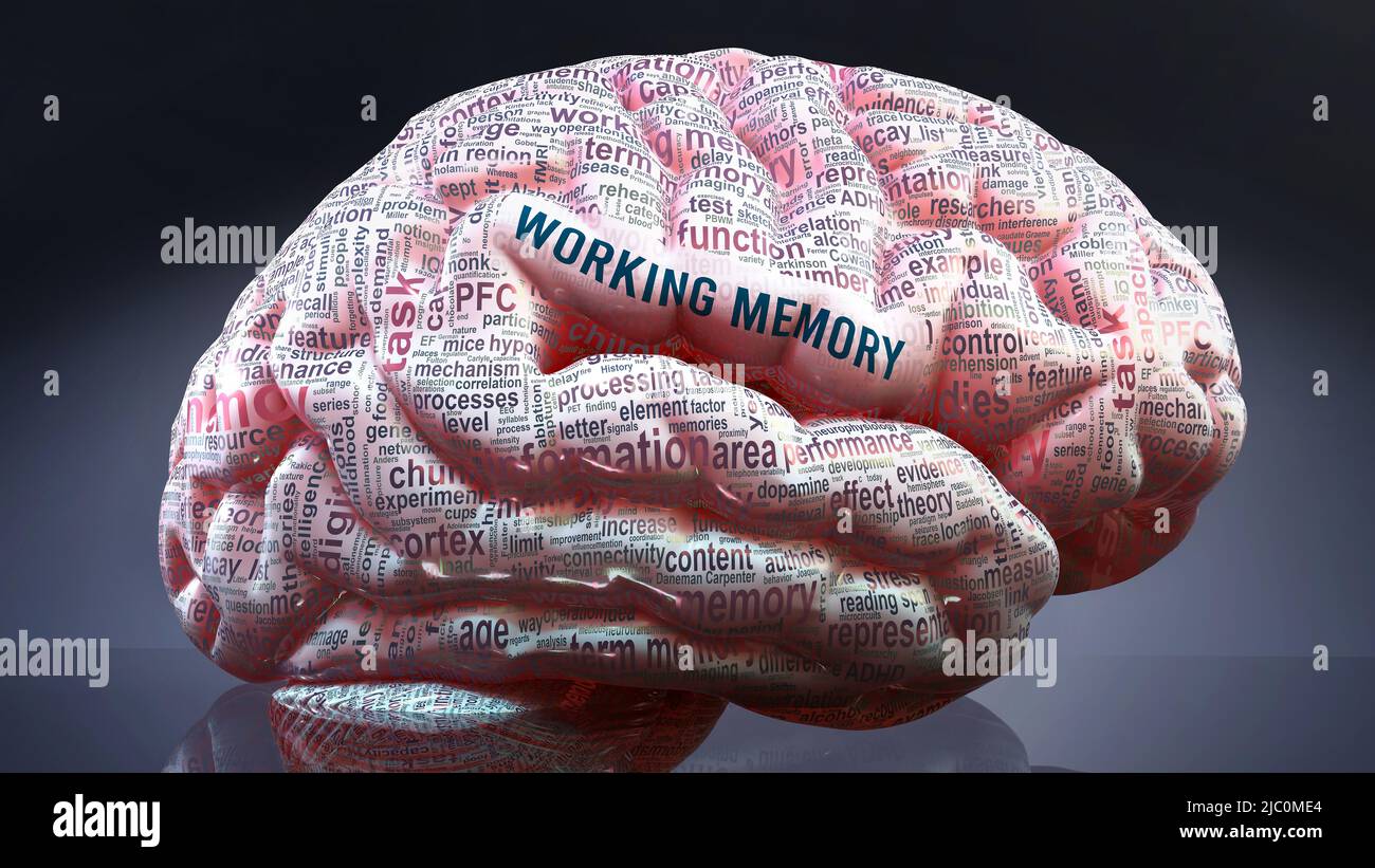 Working memory in human brain, hundreds of crucial terms related to ...