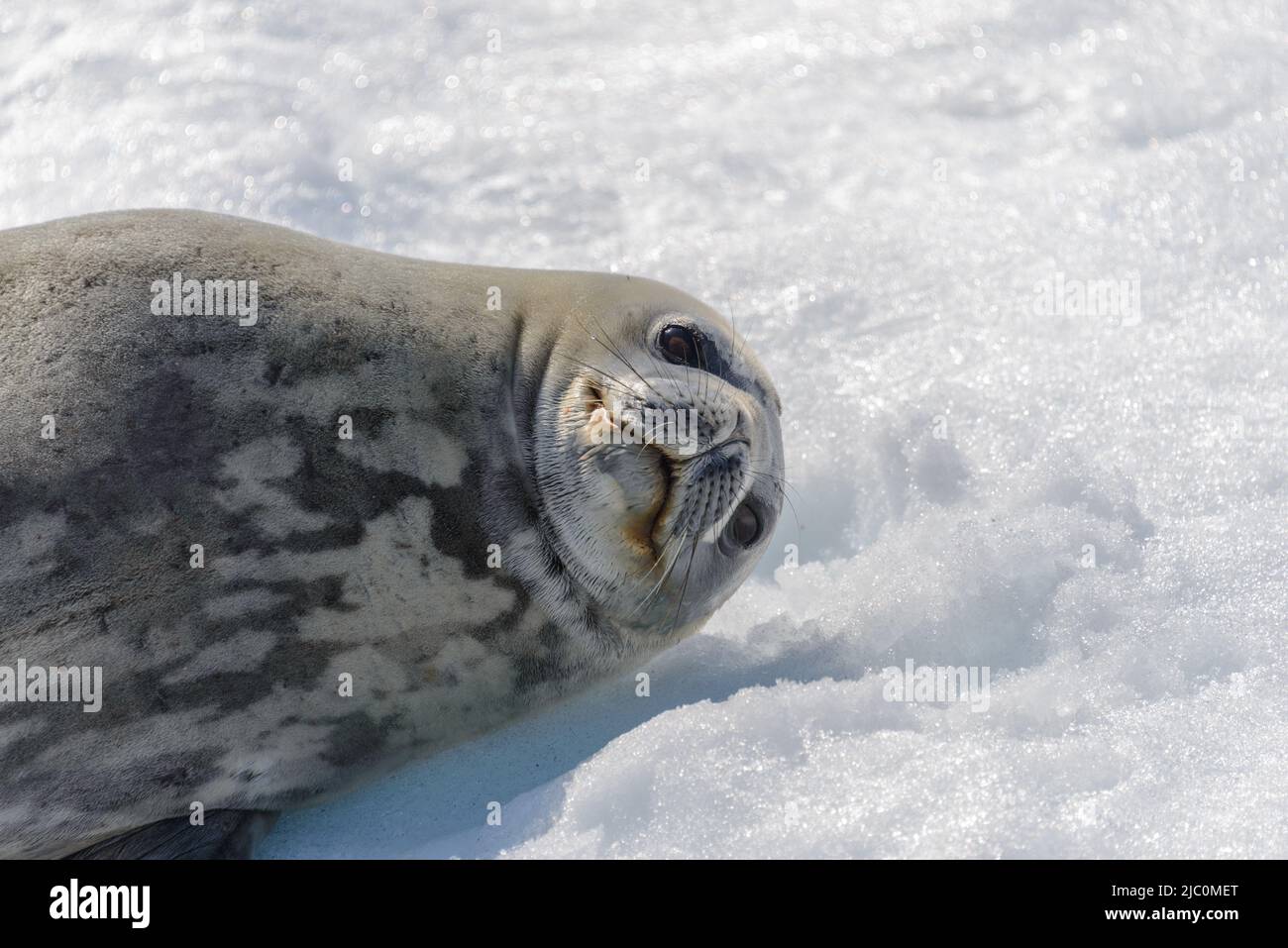 Leopard seal on beach with snow in Antarctica Stock Photo - Alamy