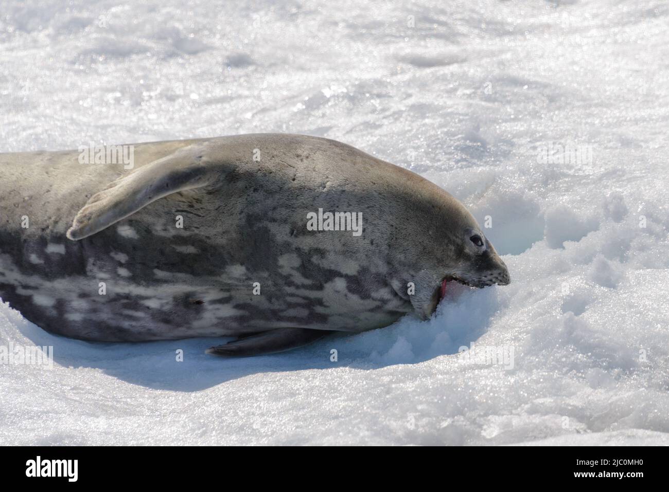 Leopard seal on beach with snow in Antarctica Stock Photo - Alamy