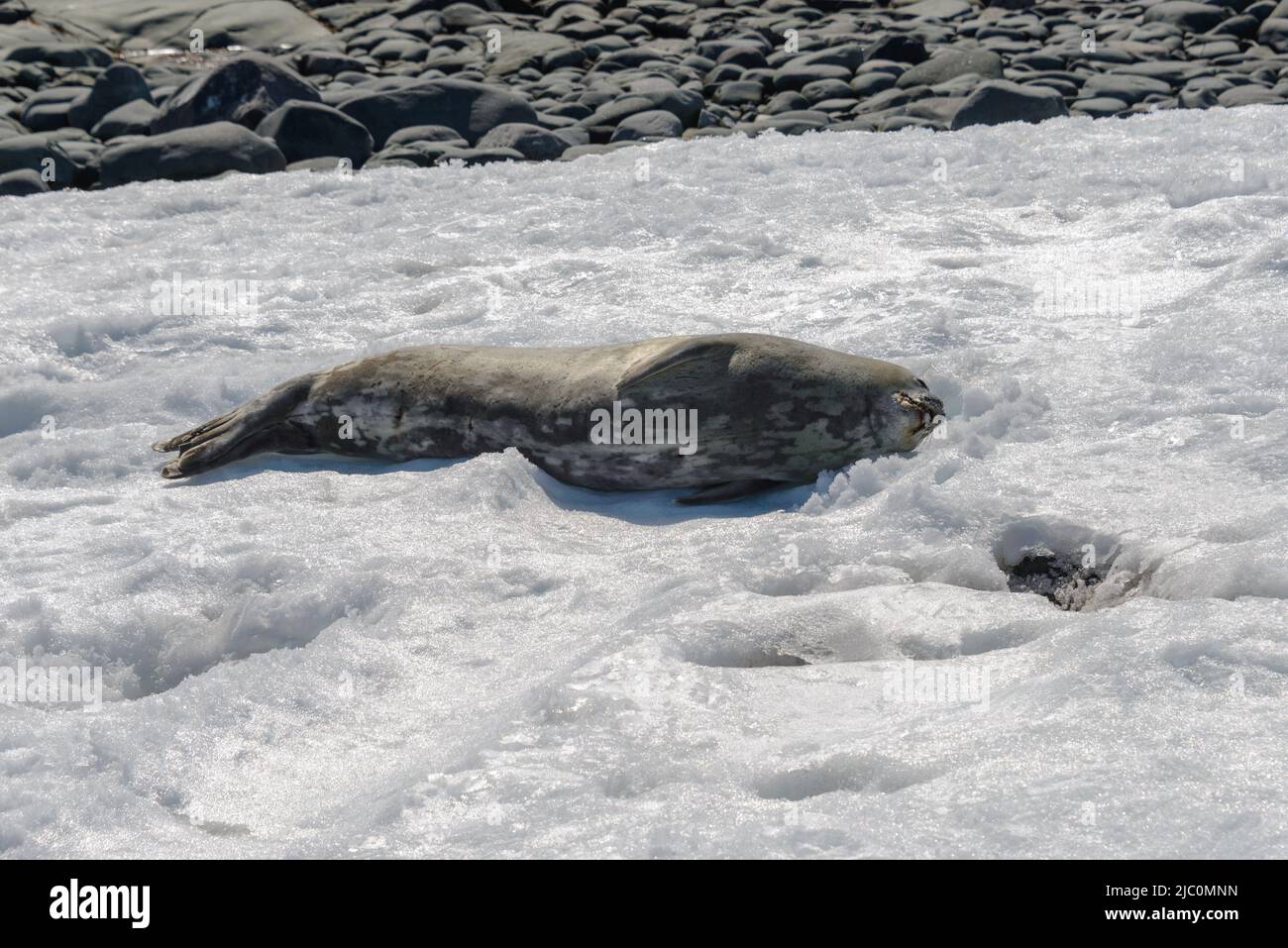 Leopard seal on beach with snow in Antarctica Stock Photo - Alamy