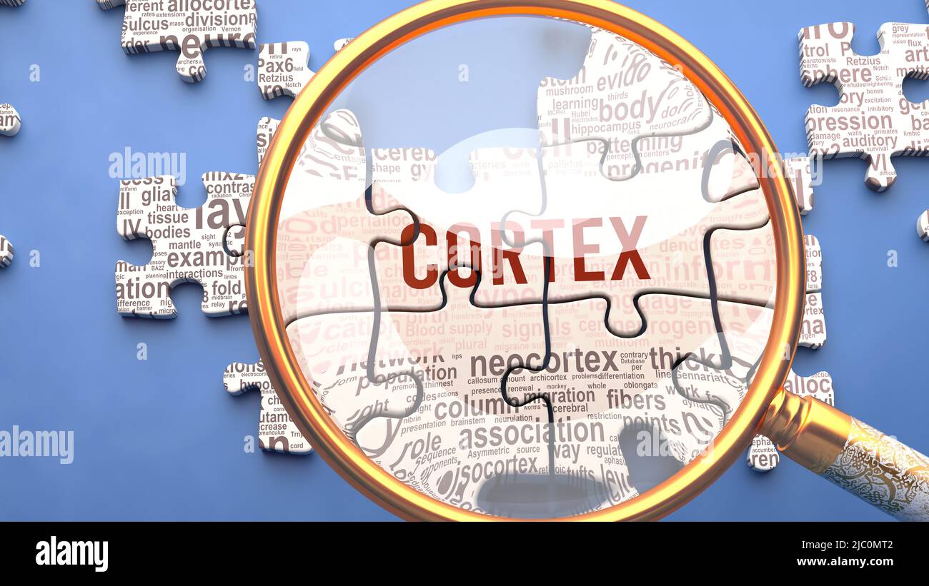 Cortex as a complex and multipart topic under close inspection ...