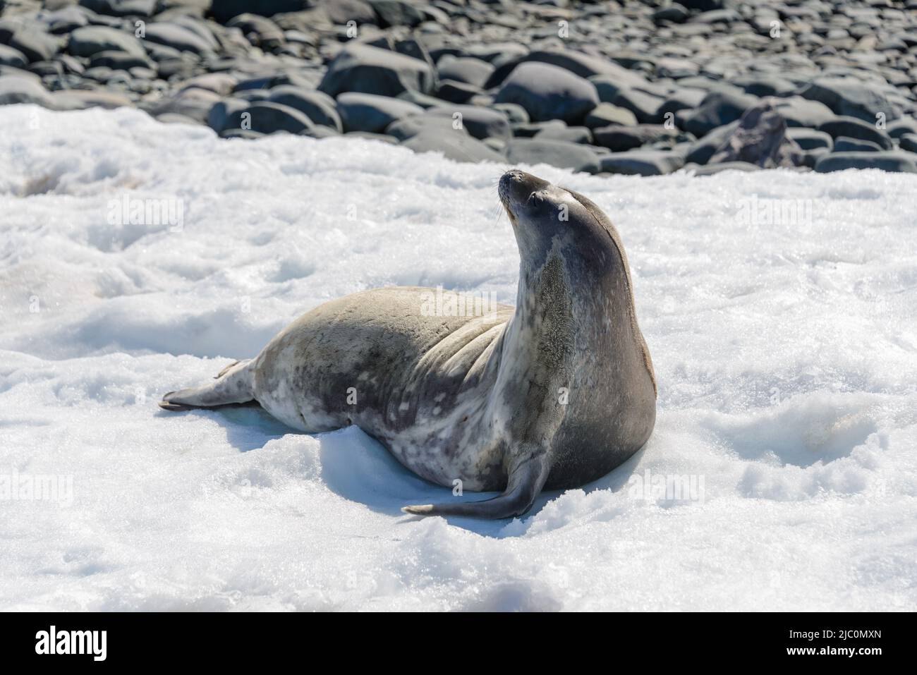 Leopard seal on beach with snow in Antarctica Stock Photo - Alamy