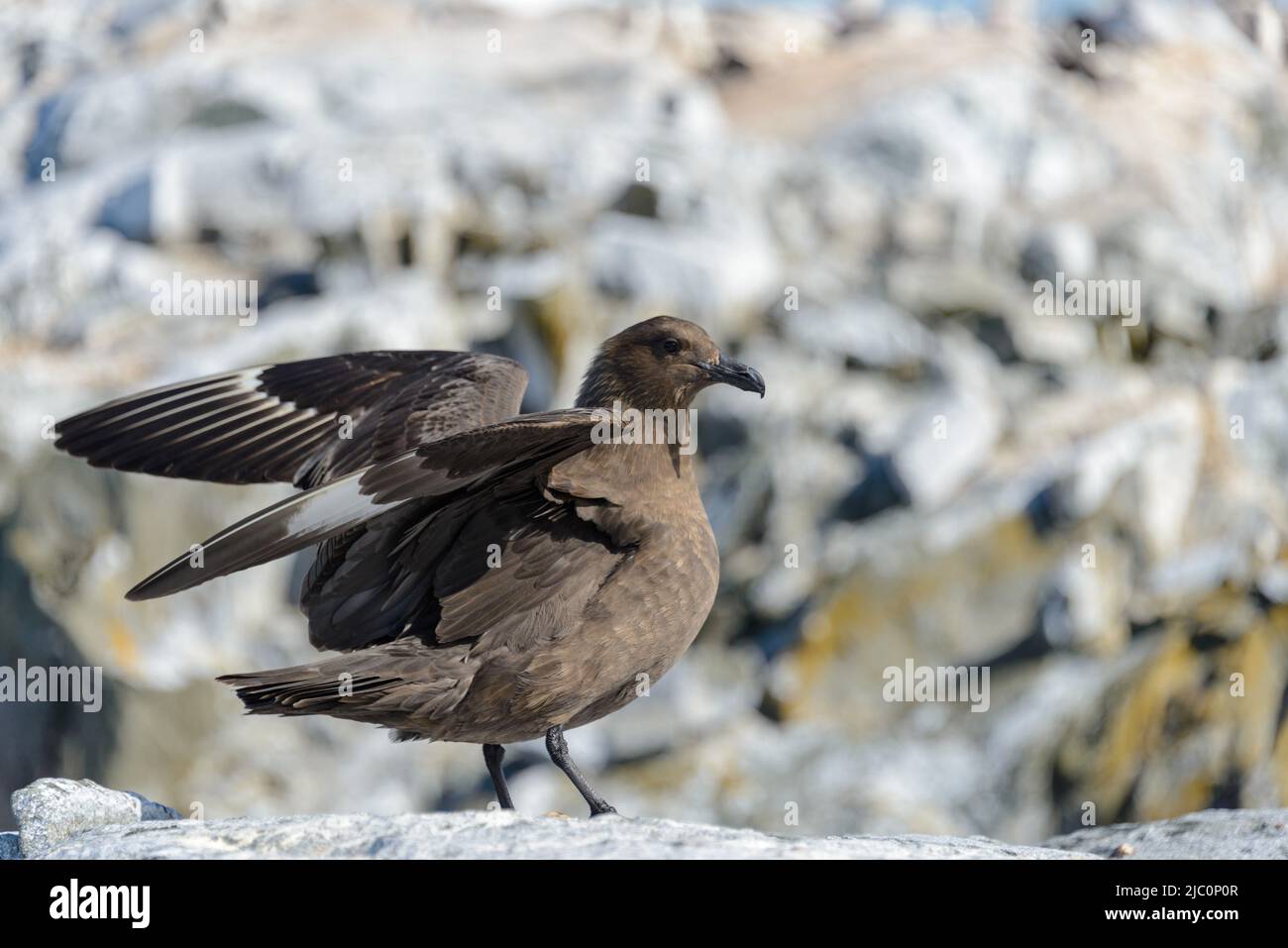 Seagull facing left hi-res stock photography and images - Alamy