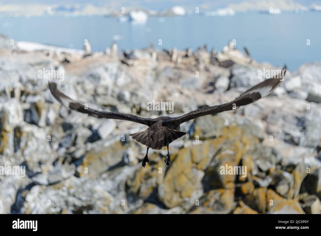 Pigeon flying above sea hi-res stock photography and images - Alamy