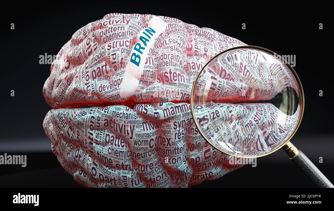 Brain in human brain, a concept showing hundreds of crucial words ...