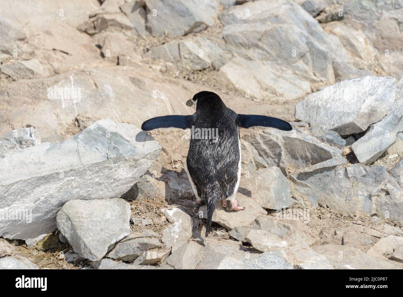 Chinstrap penguin climbing on rock in Antarctica Stock Photo - Alamy