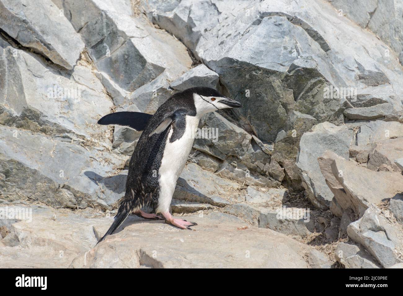 Chinstrap penguin climbing on rock in Antarctica Stock Photo - Alamy