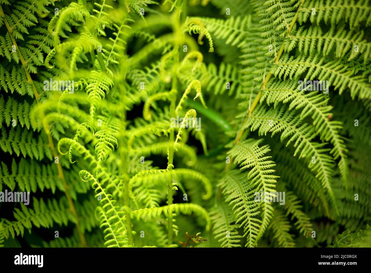 Fern at The Garden Station, Restored Victorian railway station, Langley ...