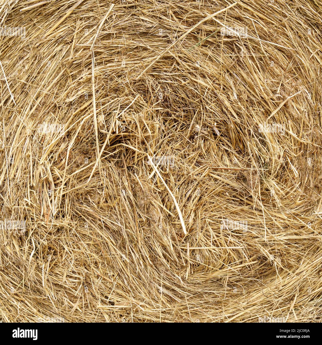 Seamless texture of hay, straw. Dried hay background. Texture ...
