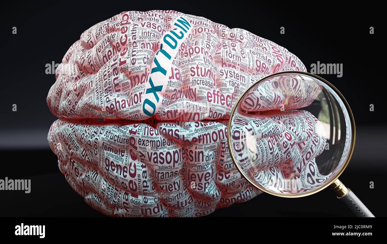 Oxytocin in human brain hi-res stock photography and images - Alamy