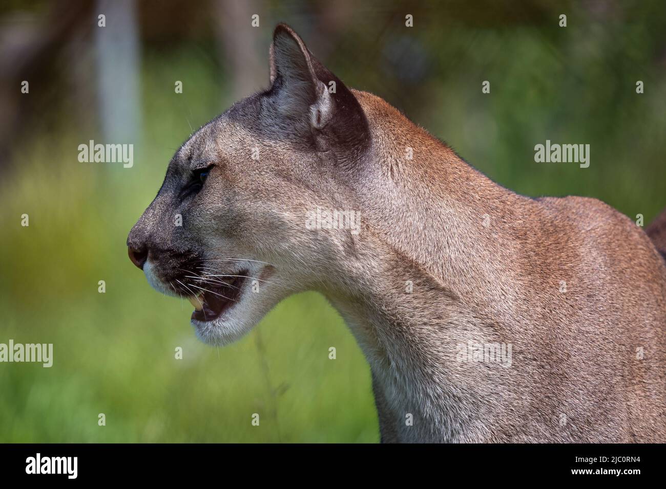 Cougar or mountain lion (Puma concolor Stock Photo - Alamy