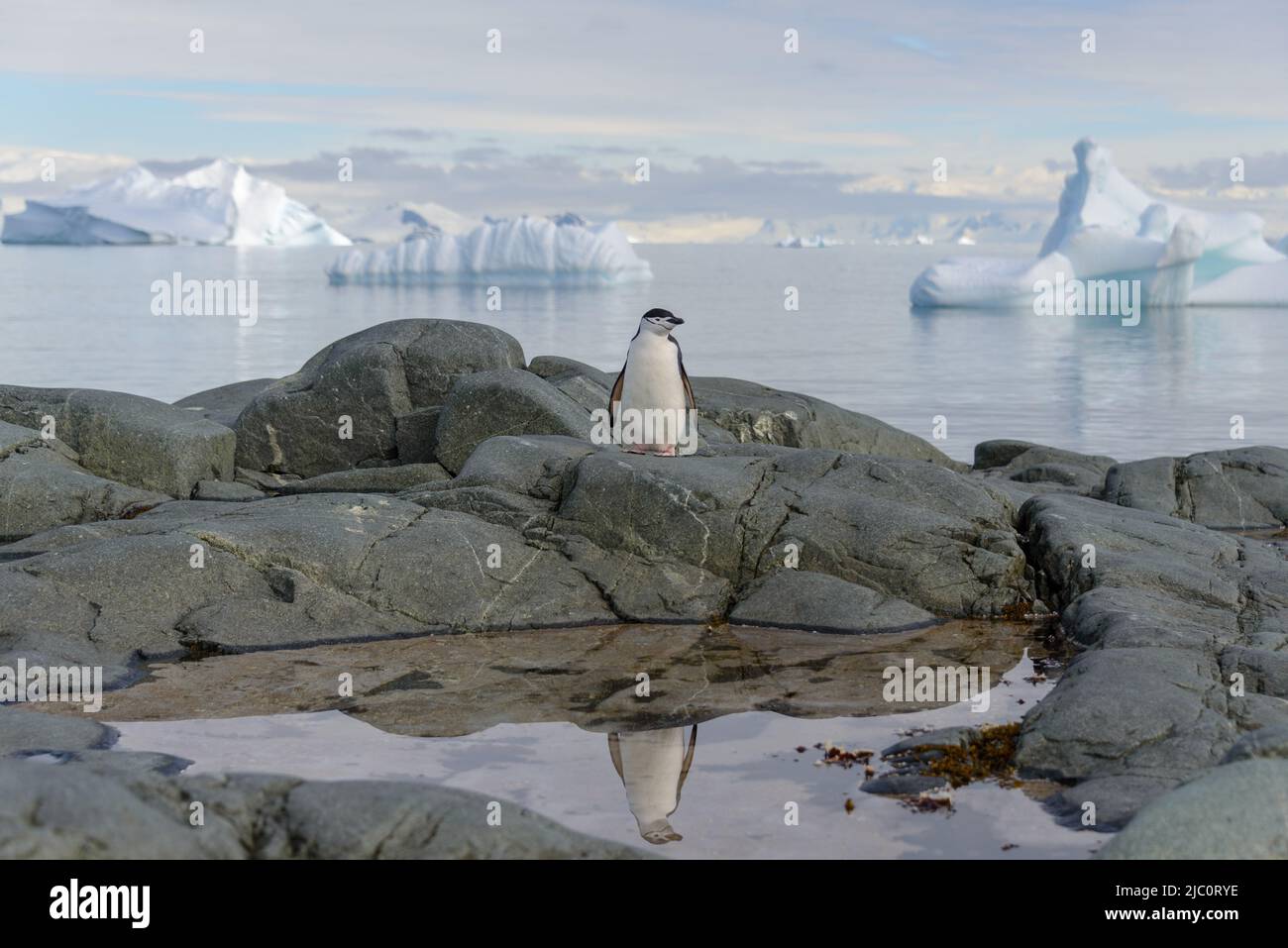 Chinstrap penguin on the rock with reflection in Antarctica Stock Photo ...