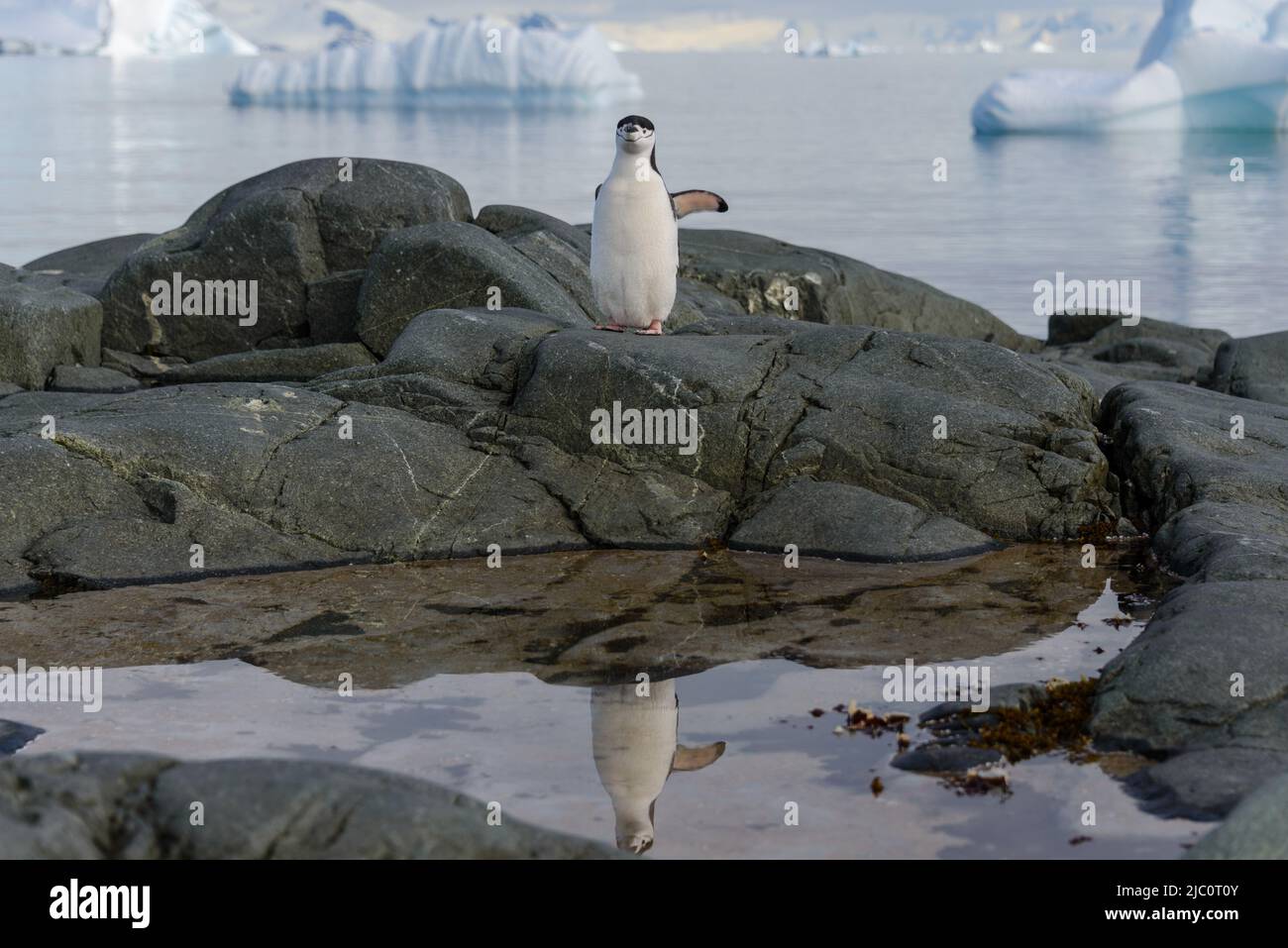Chinstrap penguin on the rock with reflection in Antarctica Stock Photo ...