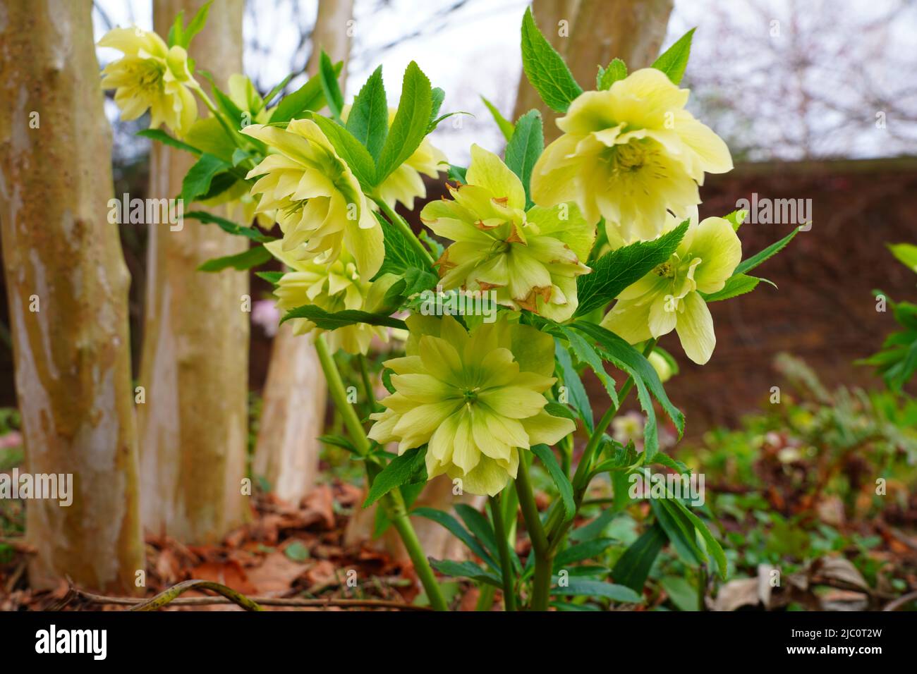 Double lenten rose hi-res stock photography and images - Alamy