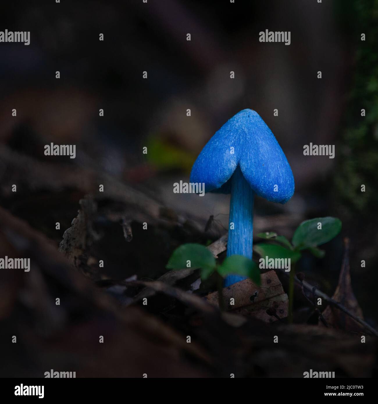 Entoloma hochstetteri, also known as blue mushroom, on forest ground ...