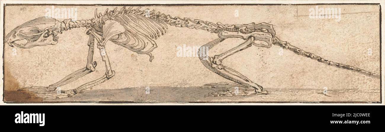 Rat skeleton hi-res stock photography and images - Alamy