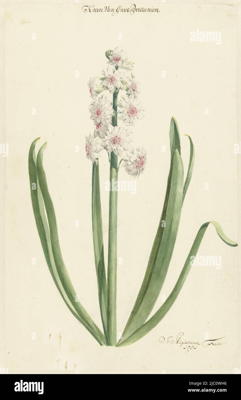 White hyacinth crown hi-res stock photography and images - Alamy