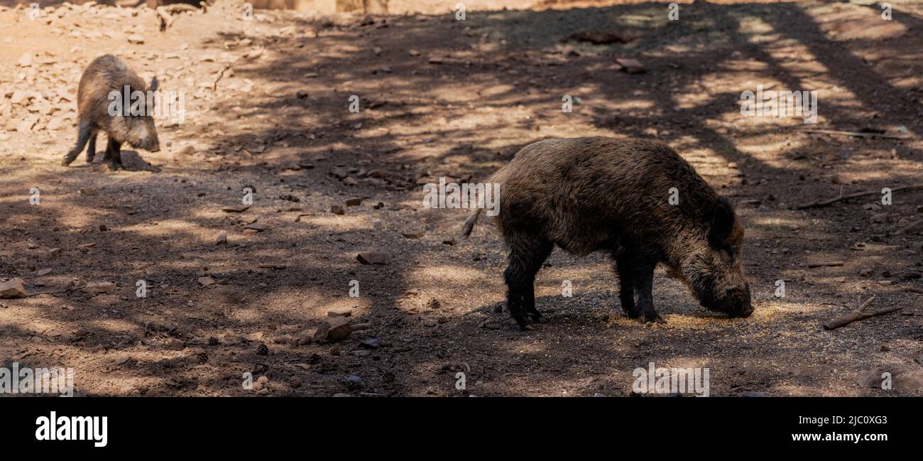 Wild boars walking in the forest Stock Photo - Alamy