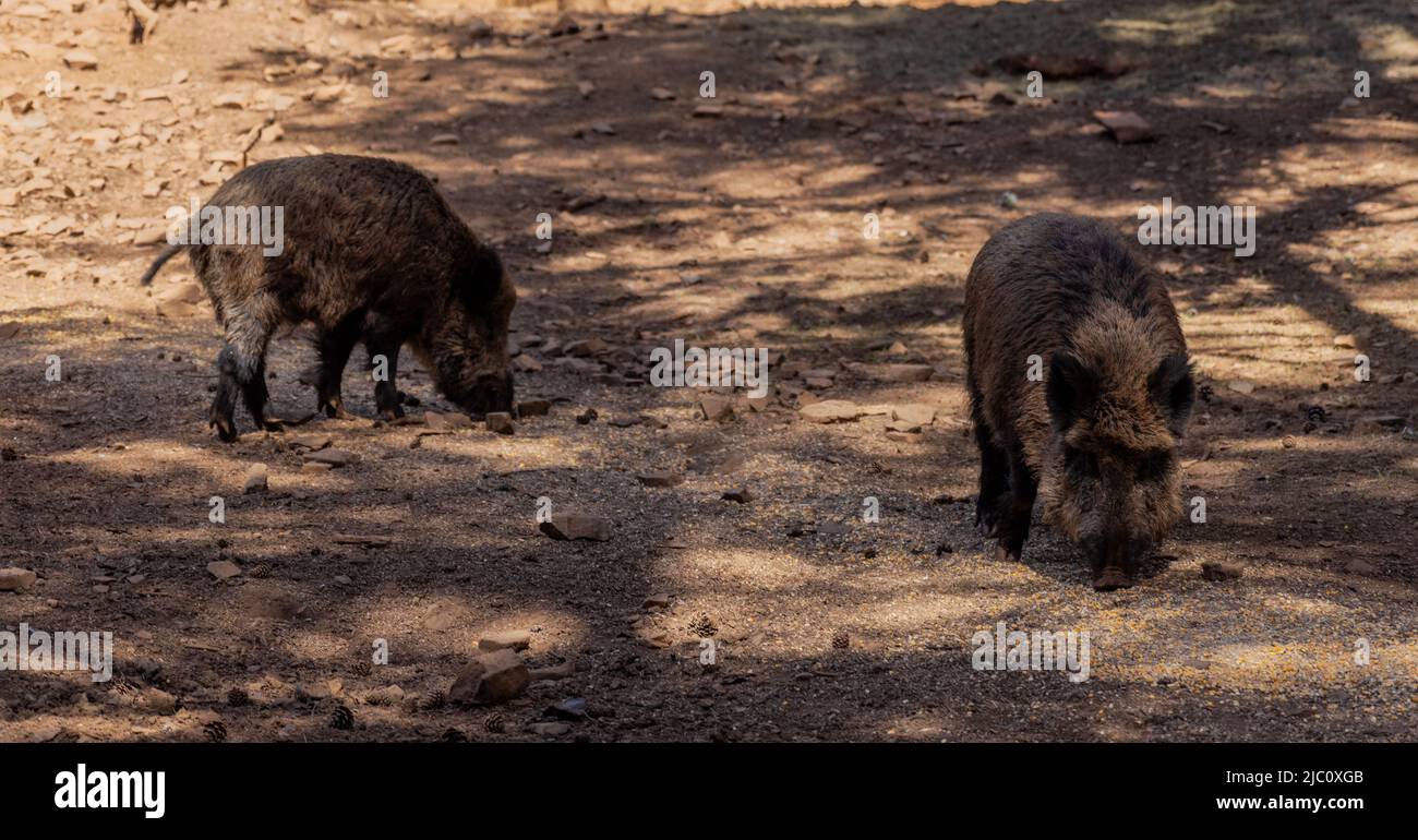 Wild boars walking in the forest Stock Photo - Alamy