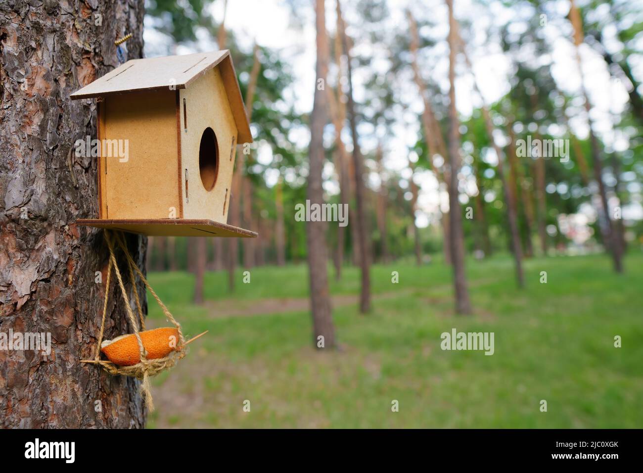 Bird house attached to the tree trunk in the woods Stock Photo - Alamy