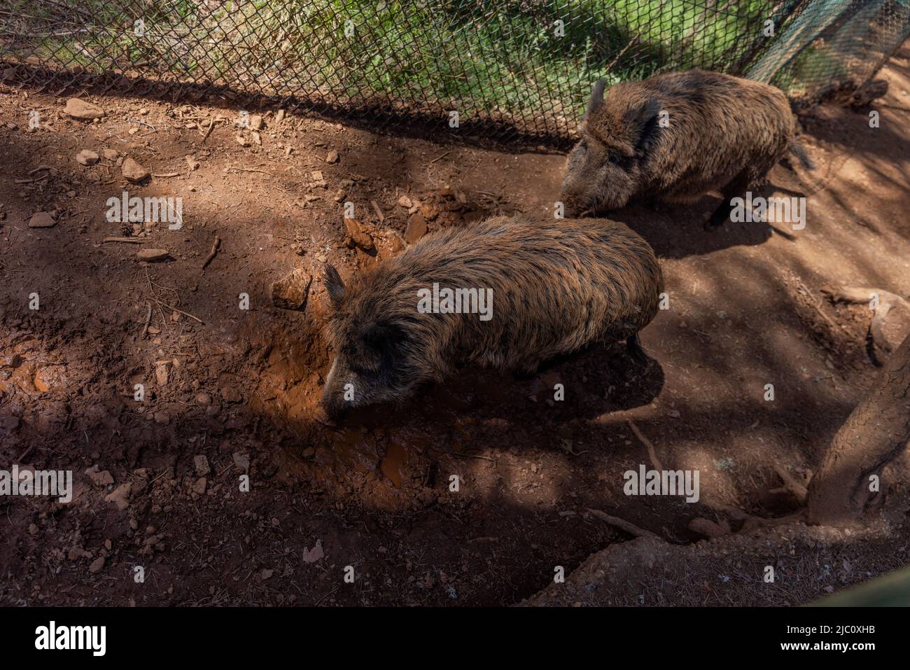 Wild boars shaking off mud seen from above Stock Photo - Alamy
