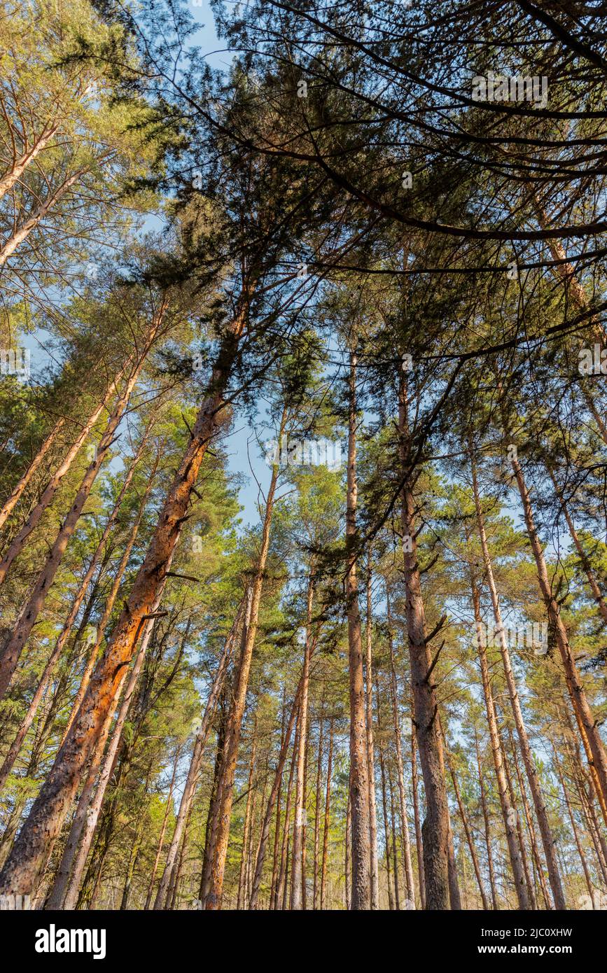 Big pine trees seen from below Stock Photo - Alamy
