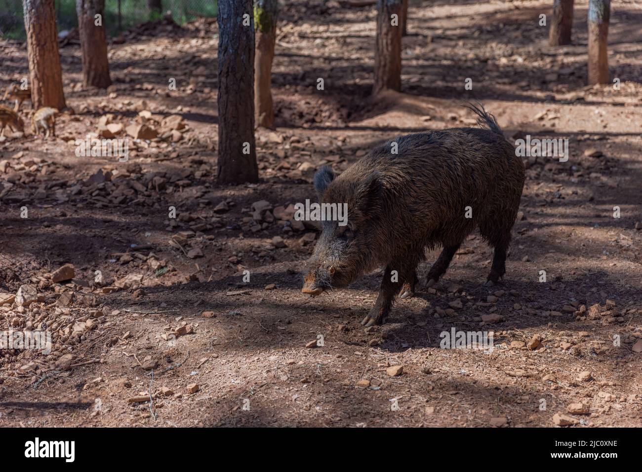Wild boars walking in the forest Stock Photo - Alamy