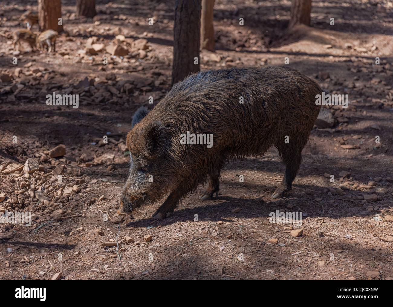 Wild boars walking in the forest Stock Photo - Alamy