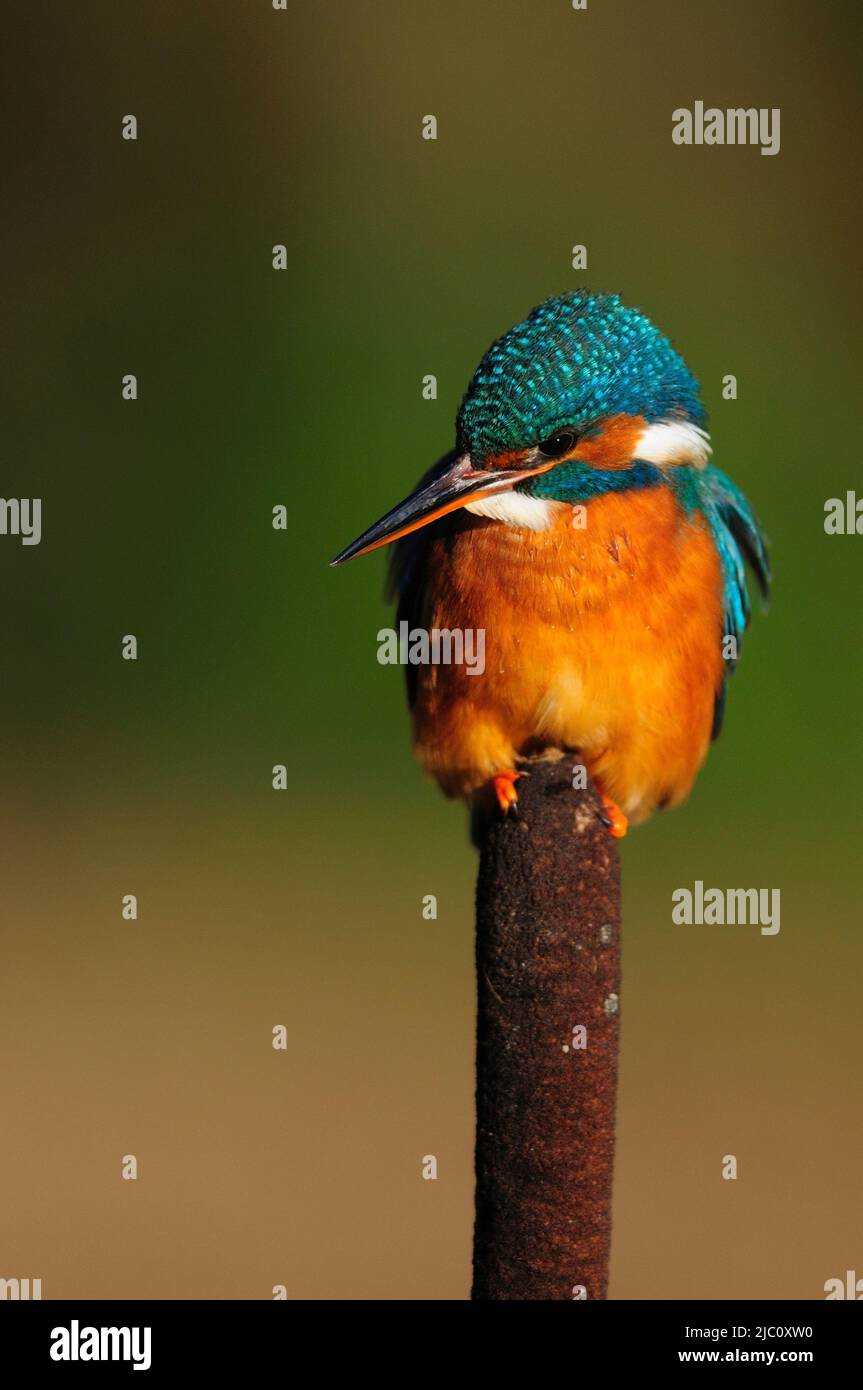 Kingfisher at rest hi-res stock photography and images - Alamy