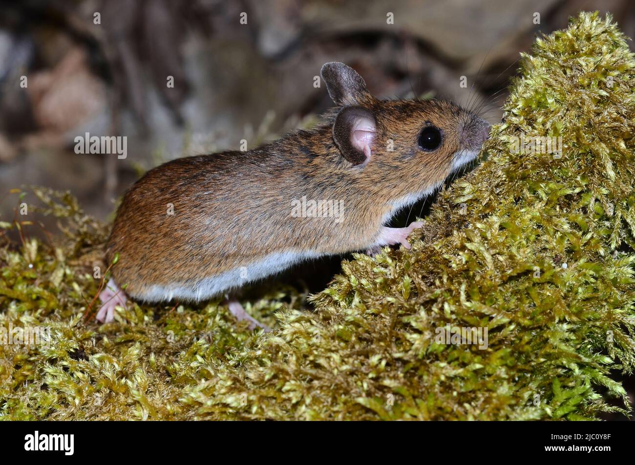 wood mouse apodemus sylvaticus Stock Photo - Alamy