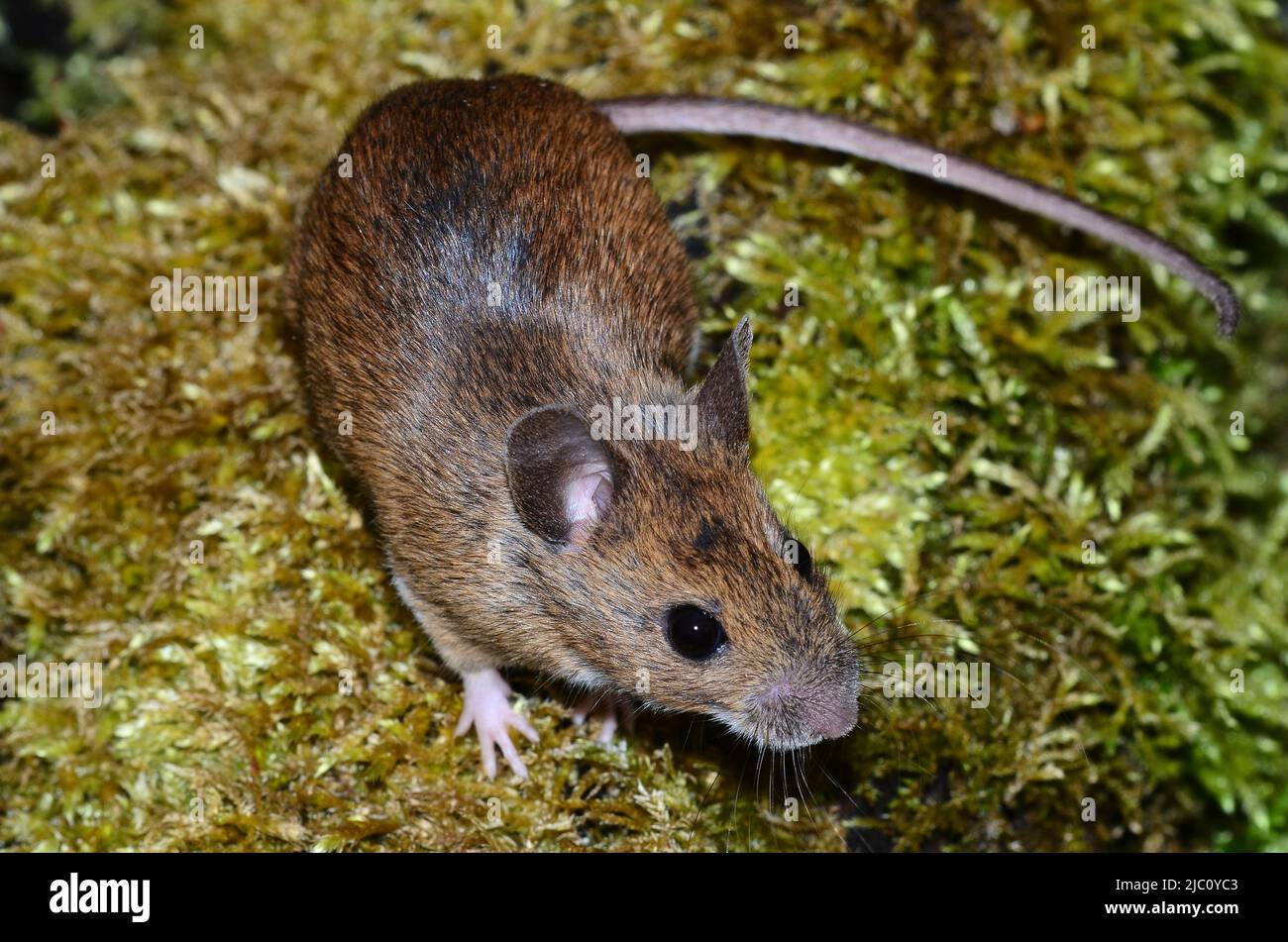 wood mouse apodemus sylvaticus Stock Photo - Alamy