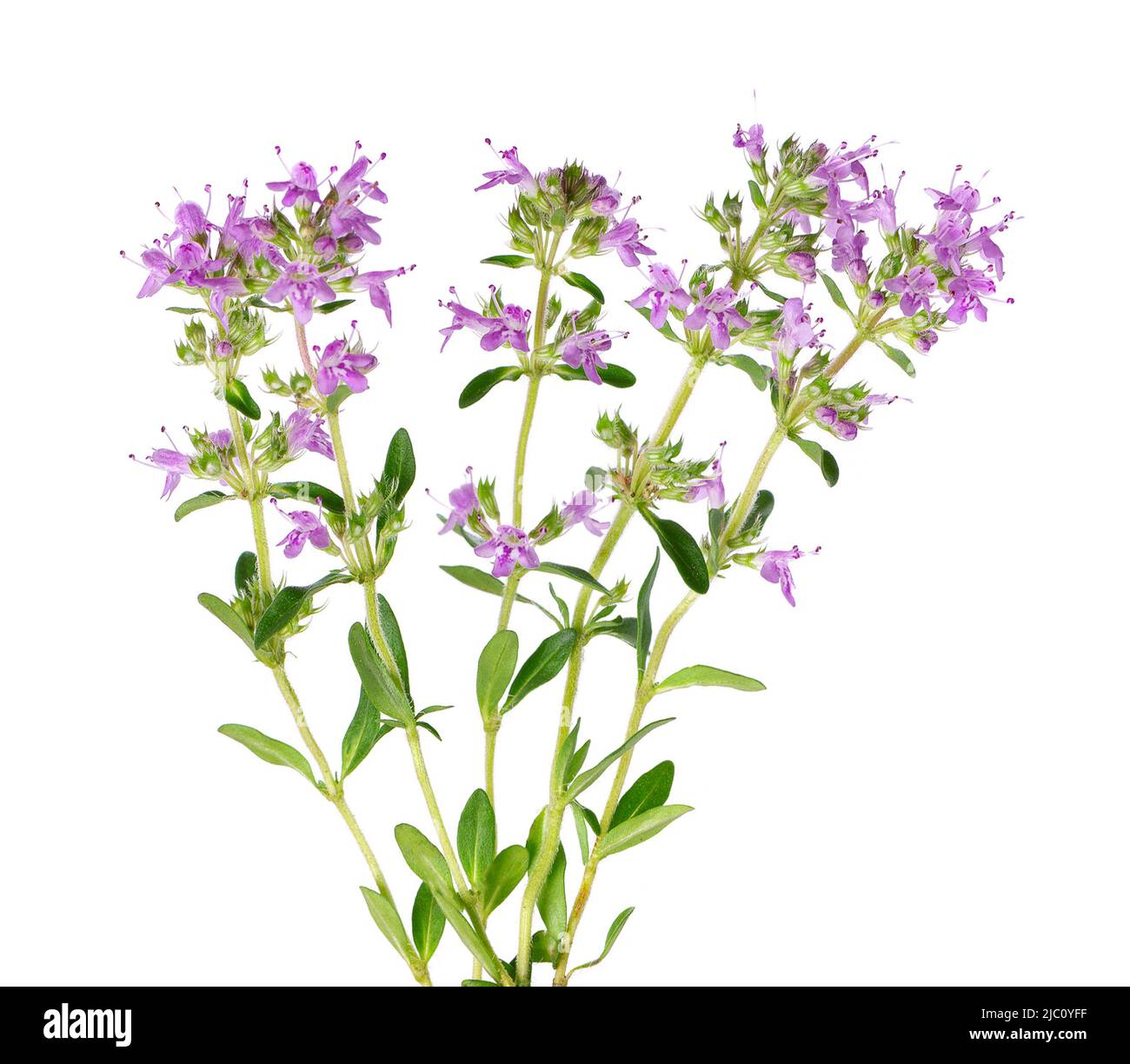 On wild thyme thymus hi-res stock photography and images - Alamy