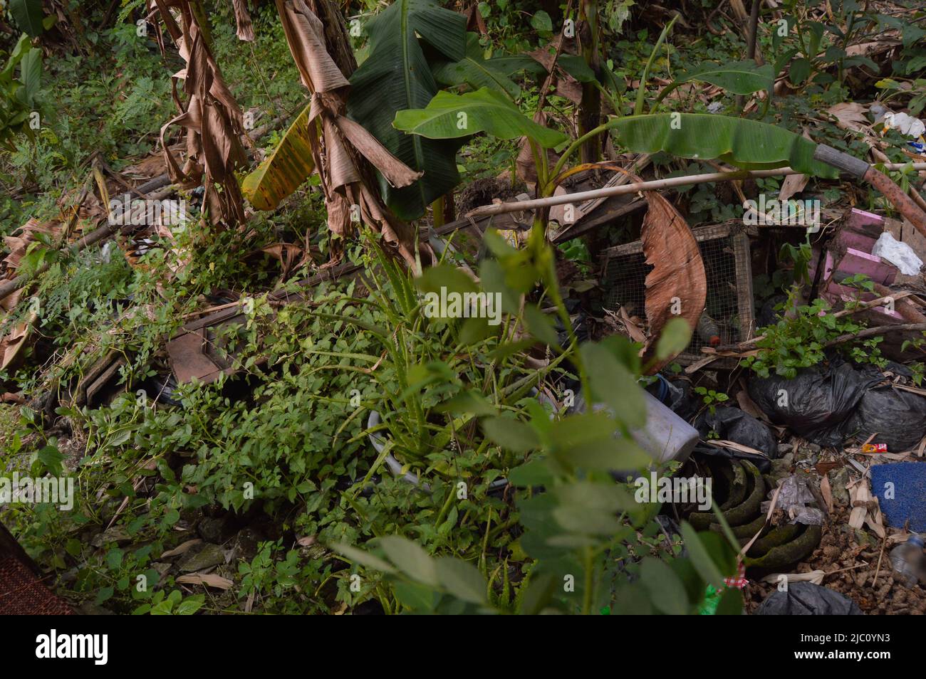 garden view in the morning Stock Photo - Alamy