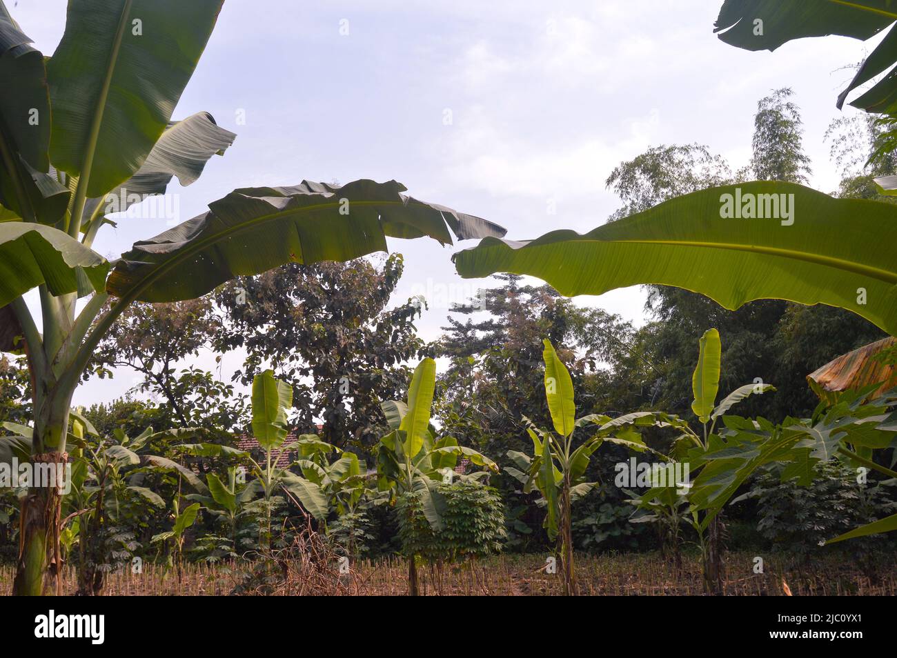 garden view in the morning Stock Photo - Alamy