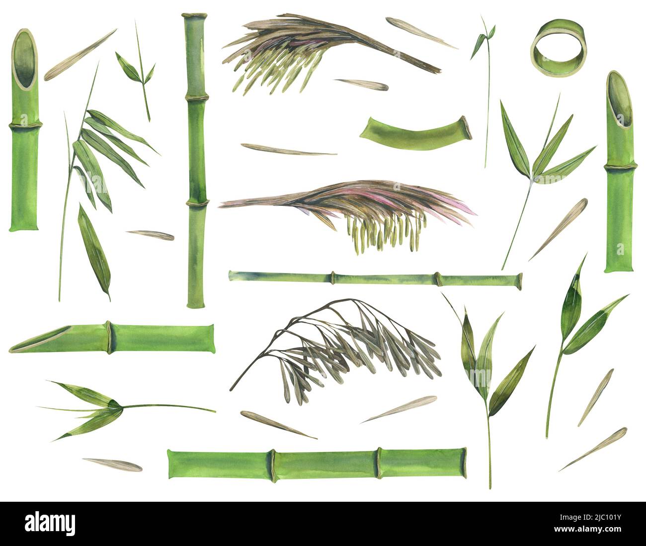 Watercolor illustration of a set of bamboo parts. Stems, leaves ...