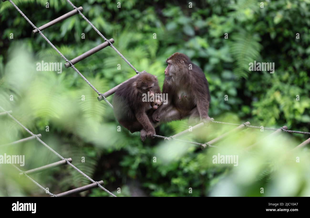 Emei and monkeys hi-res stock photography and images - Alamy
