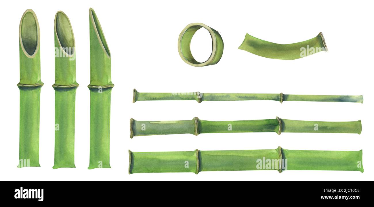 Watercolor illustration of a set of bamboo parts. The stems are green ...