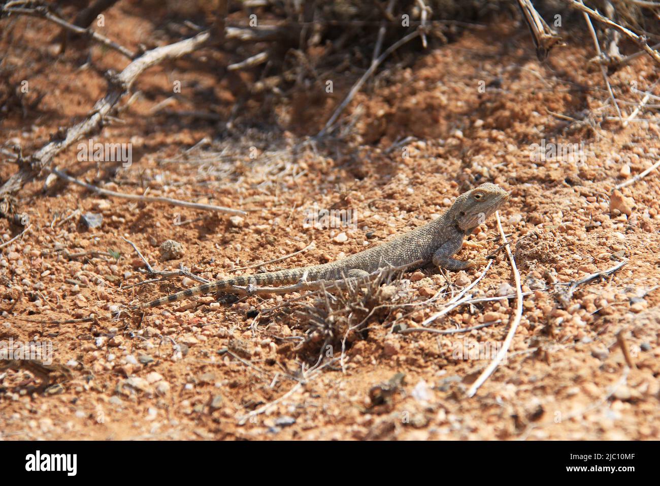 Gray gecko in nature hi-res stock photography and images - Alamy