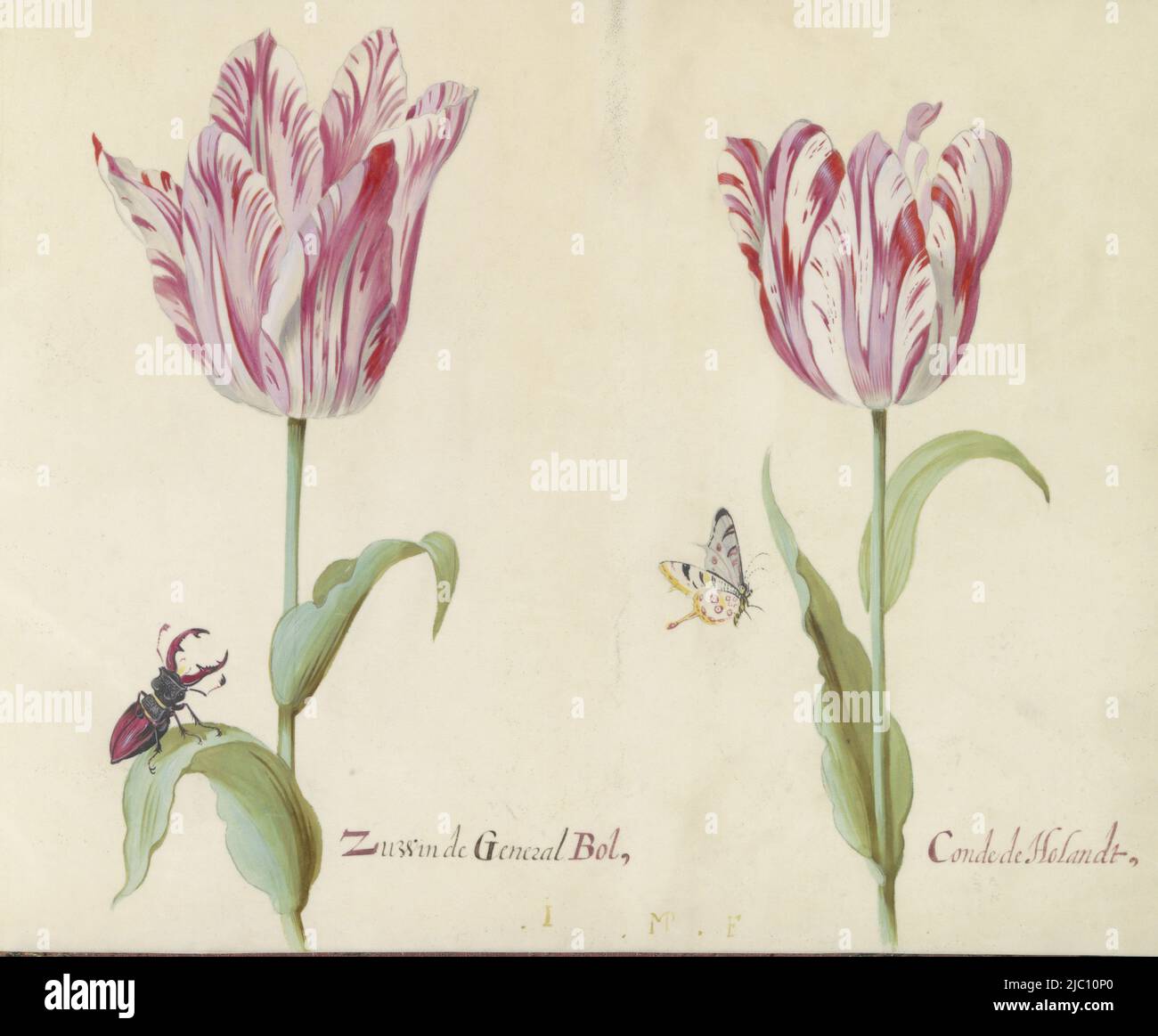 Conde de holandt hi-res stock photography and images - Alamy