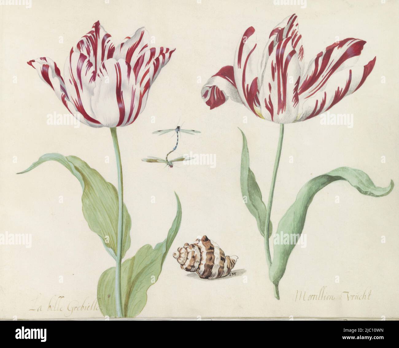 Mating damselflies la belle grebielle hi-res stock photography and ...