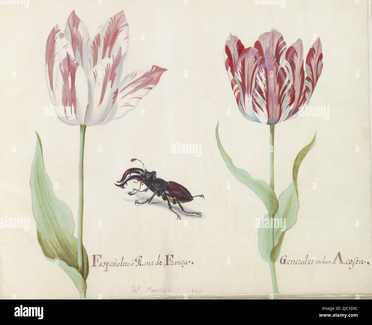 The Drawing Is Part Of An Album Two Tulips With Flying Deer Espanoleta