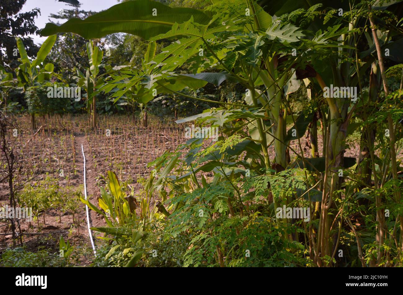 Country clearing in morning sun hi-res stock photography and images - Alamy