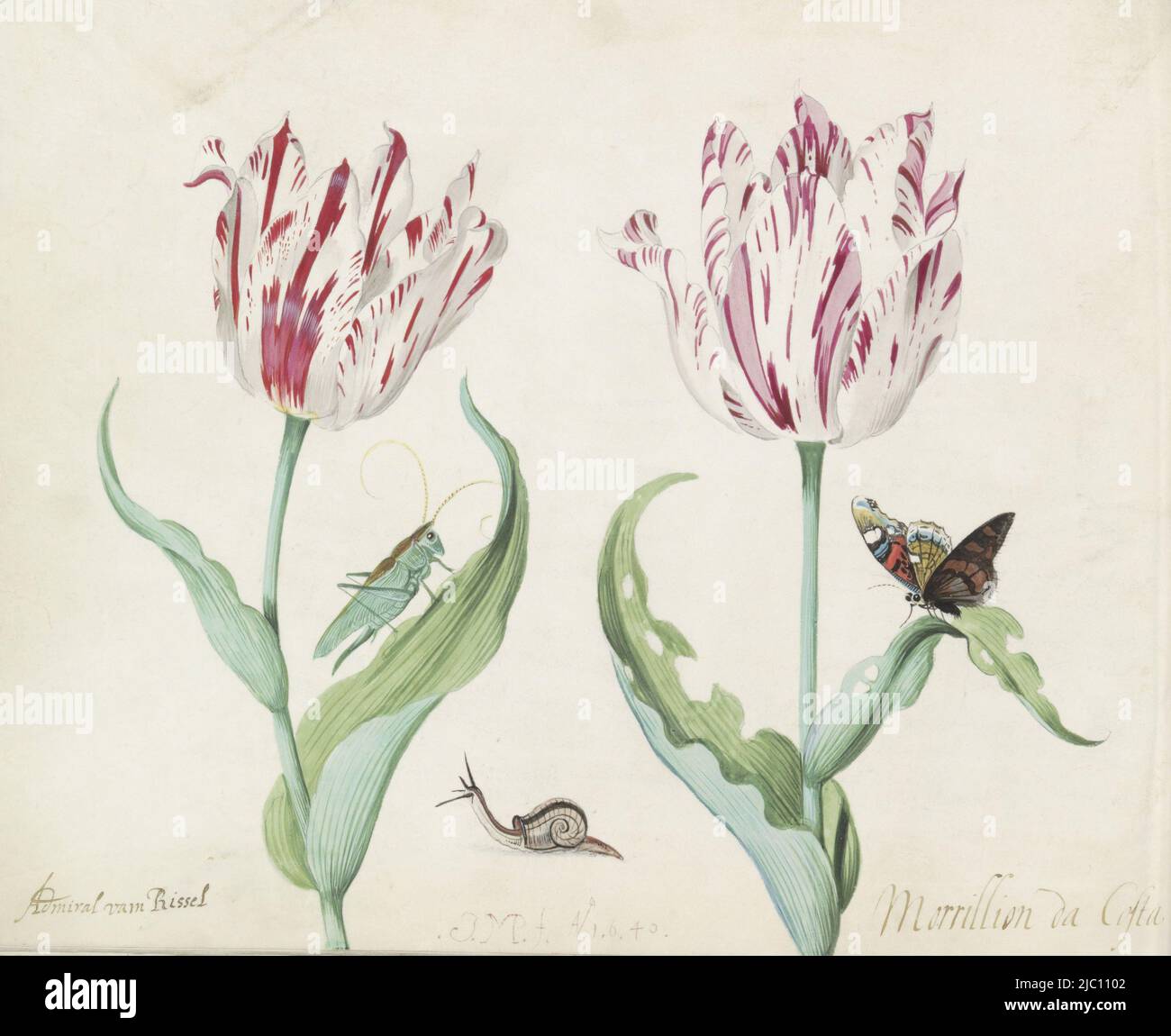 Cricket drawing hi-res stock photography and images - Alamy