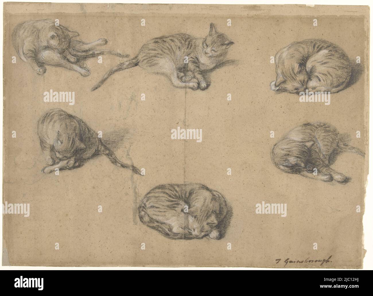 Study sheet with six drawings of a cat in different poses, including ...