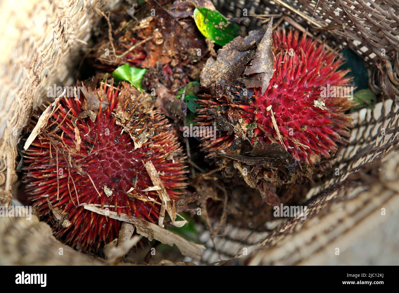 Durio dulcis hi-res stock photography and images - Alamy