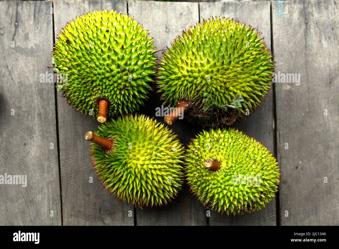 Forest durians hi-res stock photography and images - Alamy