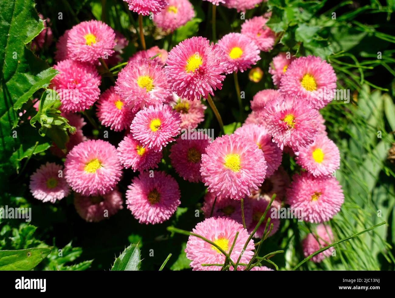 Bellis perennis, the daisy, is a European species of the family ...