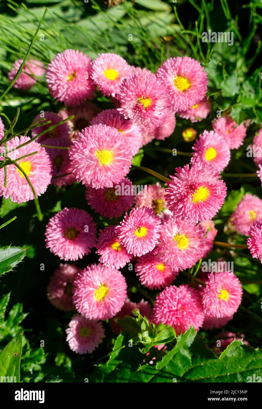 Bellis perennis, the daisy, is a European species of the family ...