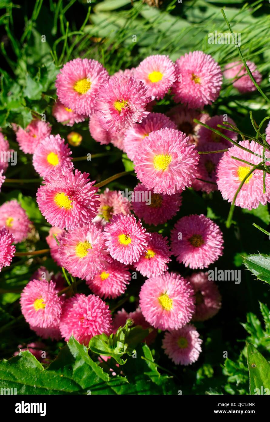 Bellis perennis, the daisy, is a European species of the family ...